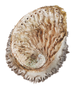 Aqunion - The home of premium quality South African abalone