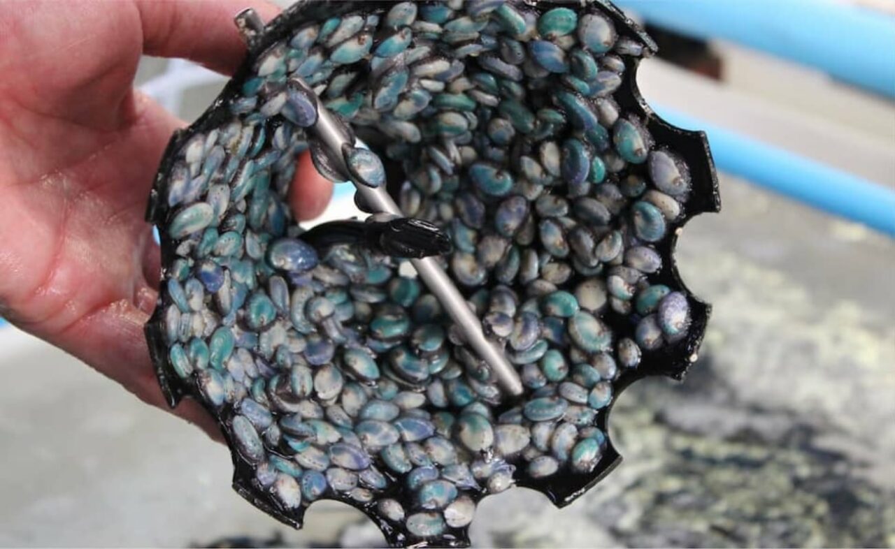 Aqunion - South African Abalone Farming and Processing Operations