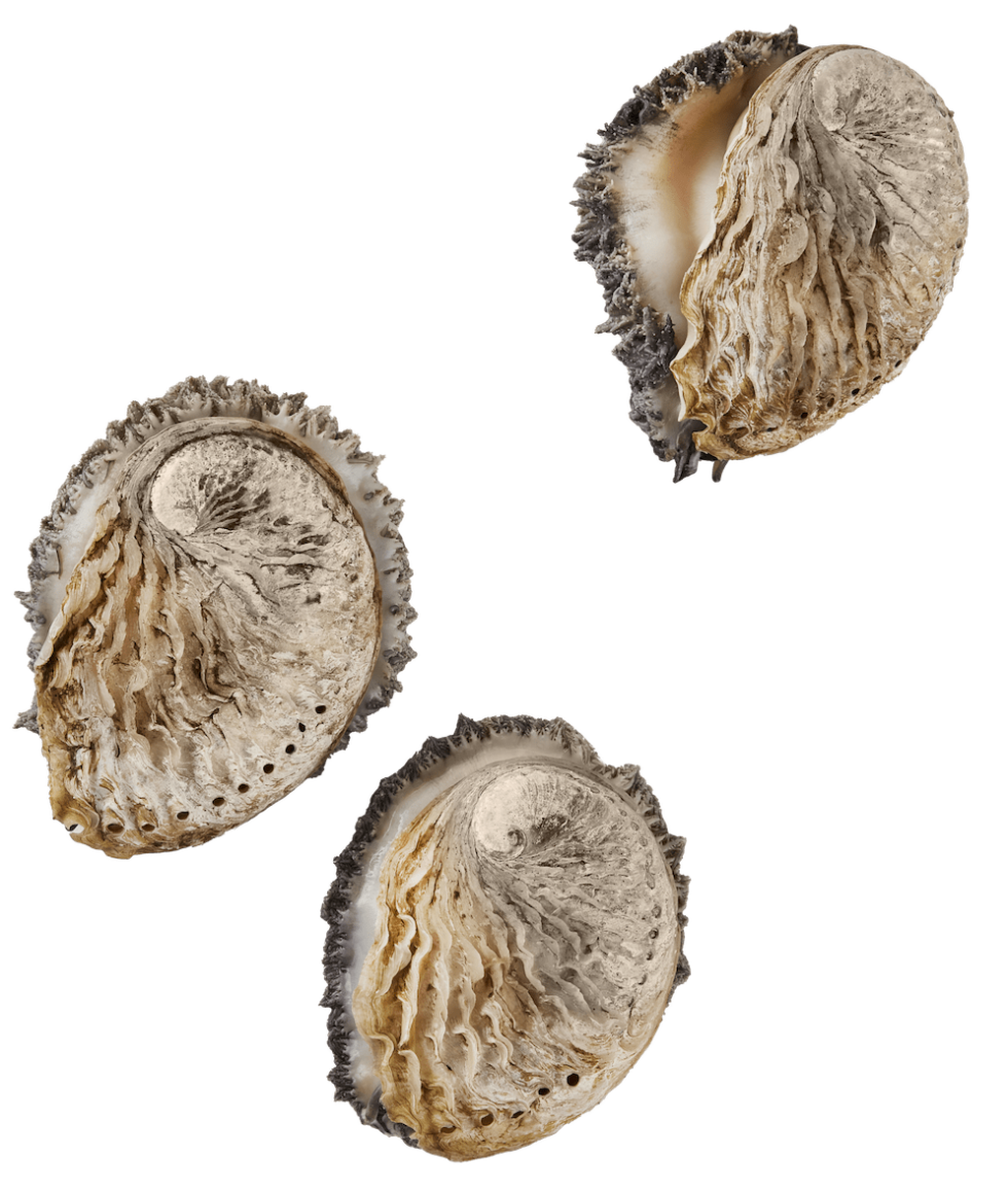 Aqunion - The home of premium quality South African abalone